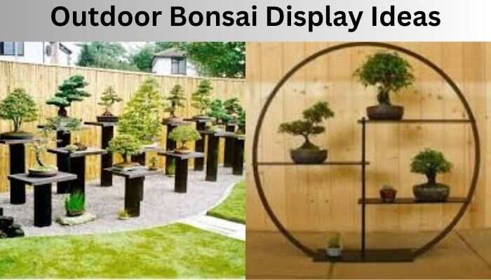 Best Outdoor Bonsai Display Ideas | Most Popular Bonsai Style