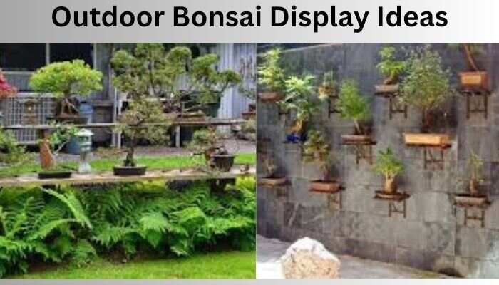 Best Outdoor Bonsai Display Ideas | Most Popular Bonsai Style