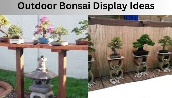 Best Outdoor Bonsai Display Ideas | Most Popular Bonsai Style