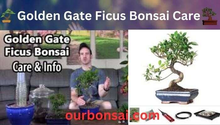 Golden Gate Ficus Bonsai Care | Best Tips for Golden Gate