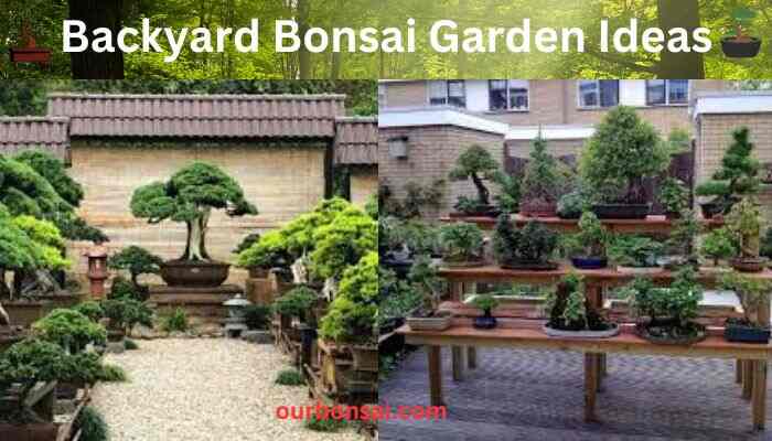 Backyard Bonsai Garden Ideas, Best Guide For Beginner 2025