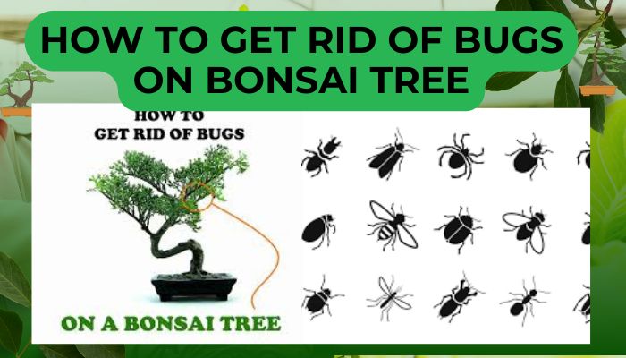 How To Get Rid Of Bugs On Bonsai Tree