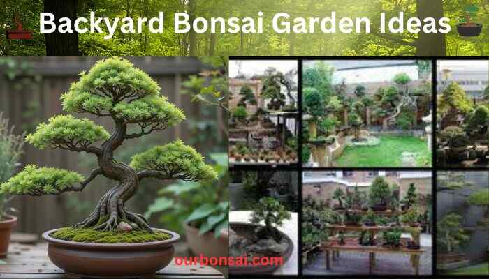 Backyard Bonsai Garden Ideas, Best Guide For Beginner 2025