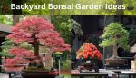 Backyard Bonsai Garden Ideas, Best Guide For Beginner 2025