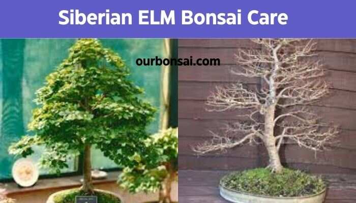 Siberian Elm Bonsai Care | Best Guide for Siberian Elm Bonsai