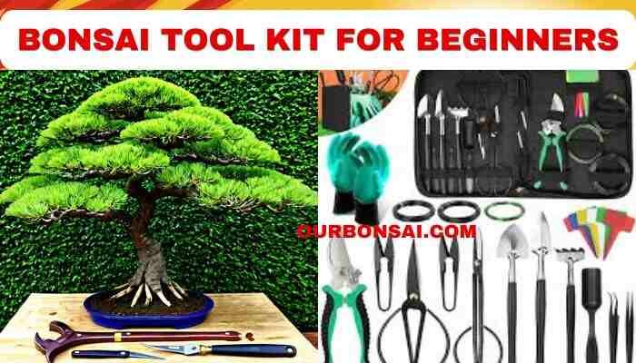 Best Bonsai Tool Kit For Beginners | Bonsai Tool Kit Guide 2025