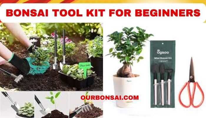Best Bonsai Tool Kit For Beginners | Bonsai Tool Kit Guide 2025