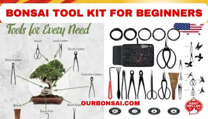 Best Bonsai Tool Kit For Beginners | Bonsai Tool Kit Guide 2025