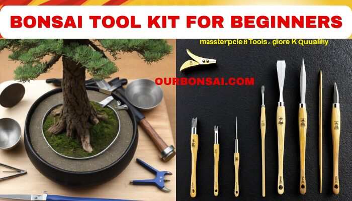 Best Bonsai Tool Kit For Beginners | Bonsai Tool Kit Guide 2025
