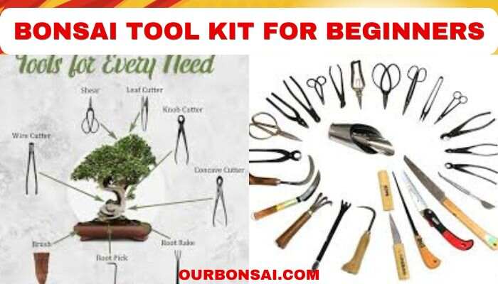 Best Bonsai Tool Kit For Beginners | Bonsai Tool Kit Guide 2025