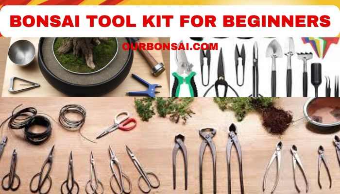 Best Bonsai Tool Kit For Beginners | Bonsai Tool Kit Guide 2025