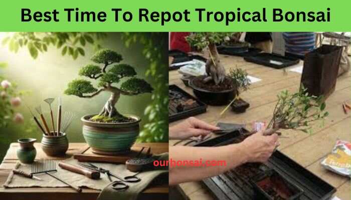 Best Time To Repot Tropical Bonsai | Repotting Bonsai In Autumn