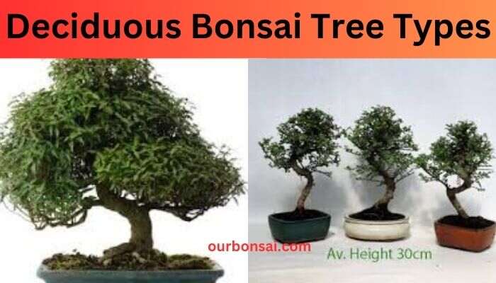 Deciduous Bonsai Tree Types | Discover The Best Varieties 2025