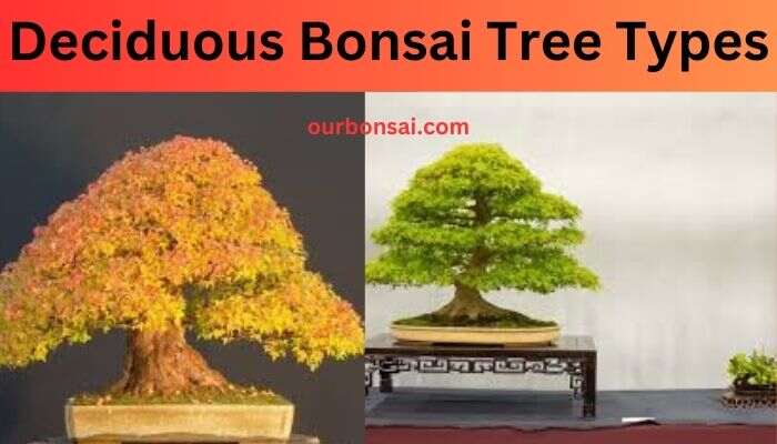 Deciduous Bonsai Tree Types | Discover The Best Varieties 2025