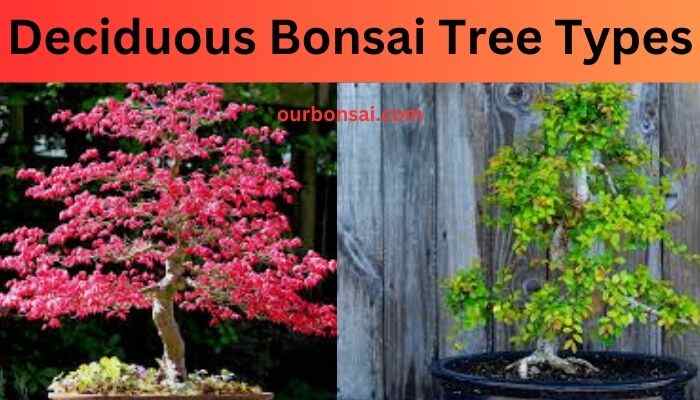 Deciduous Bonsai Tree Types | Discover The Best Varieties 2025