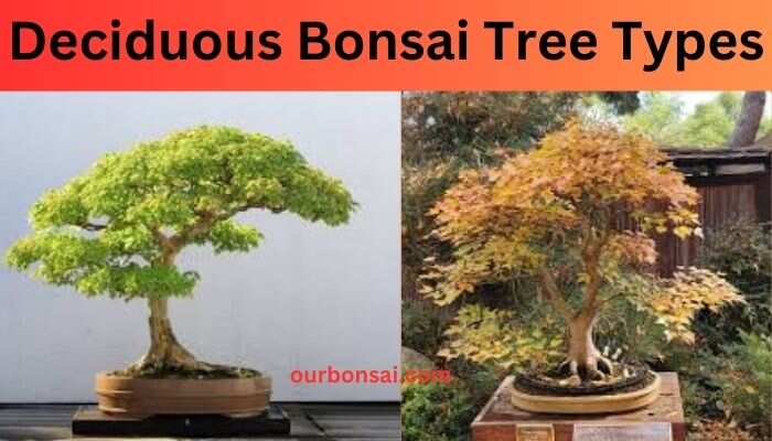 Deciduous Bonsai Tree Types | Discover The Best Varieties 2025