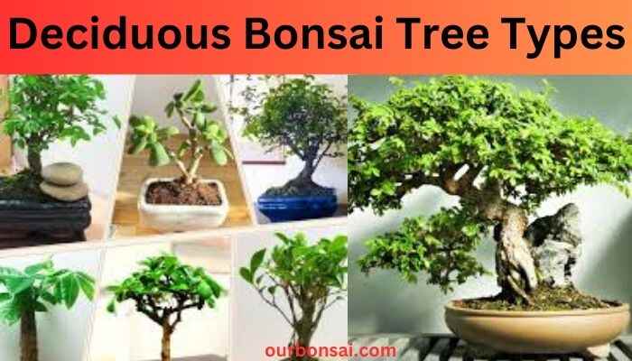 Deciduous Bonsai Tree Types | Discover The Best Varieties 2025