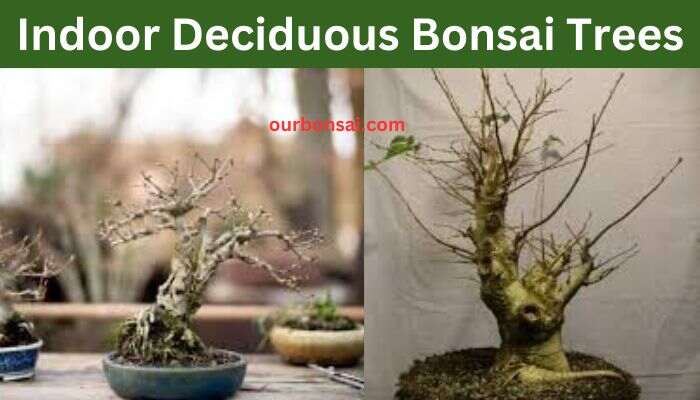 Indoor Deciduous Bonsai Trees | Best Types And Care Tips 2025