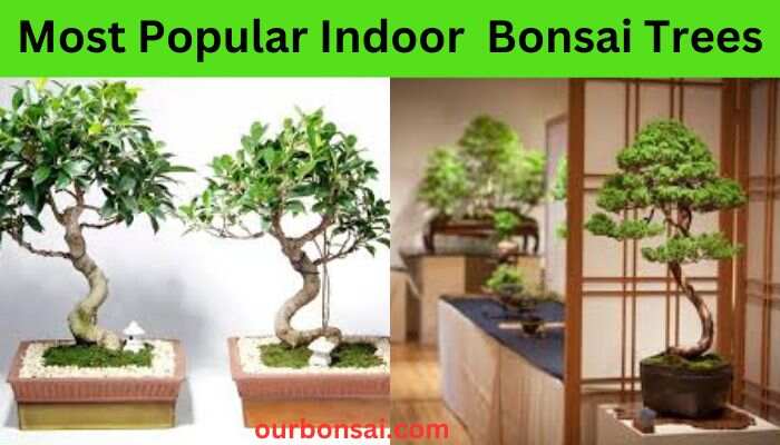 Top 10 Most Popular Indoor Bonsai Trees For Beginners 2025