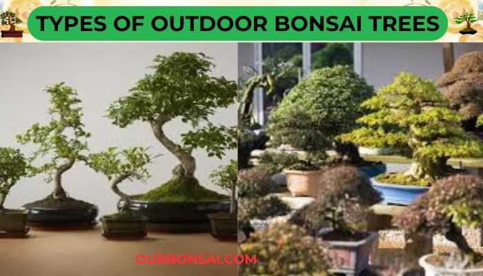 Types Of Outdoor Bonsai Trees For Beginners | Best Tips 2025