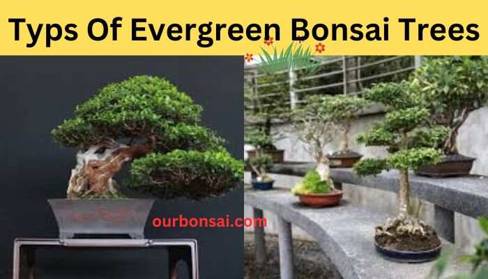 Types Of Evergreen Bonsai Trees | Best Evergreen Bonsai Types 2025