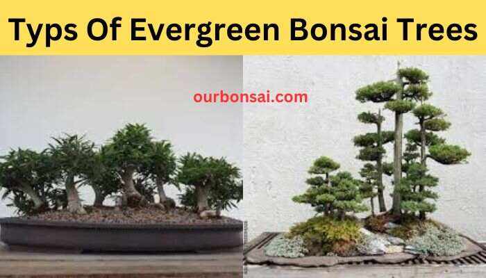 Types Of Evergreen Bonsai Trees | Best Evergreen Bonsai Types 2025