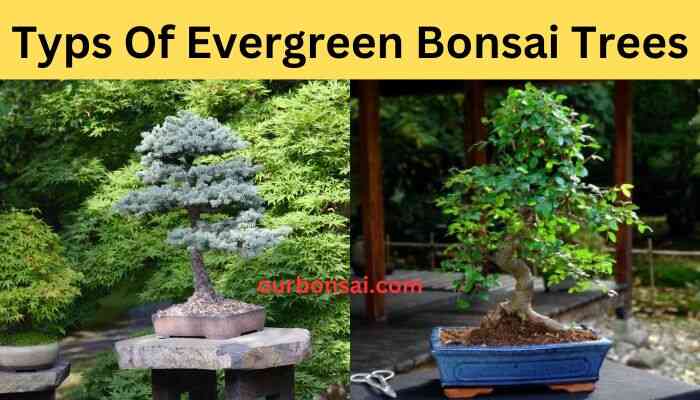 Types Of Evergreen Bonsai Trees | Best Evergreen Bonsai Types 2025