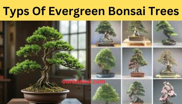 Types Of Evergreen Bonsai Trees | Best Evergreen Bonsai Types 2025