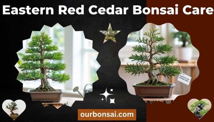 Eastern Red Cedar Bonsai Care | Best Guide For Beginner 2025
