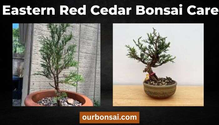 Eastern Red Cedar Bonsai Care | Best Guide For Beginner 2025