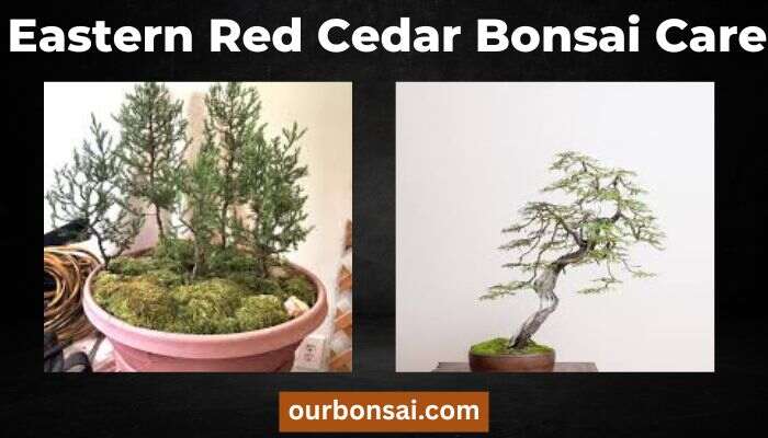 Eastern Red Cedar Bonsai Care | Best Guide For Beginner 2025
