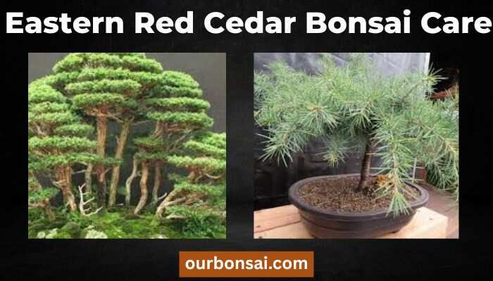 Eastern Red Cedar Bonsai Care | Best Guide For Beginner 2025