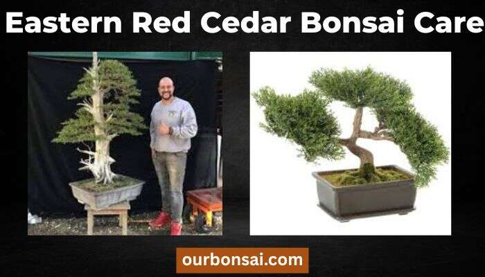 Eastern Red Cedar Bonsai Care | Best Guide For Beginner 2025