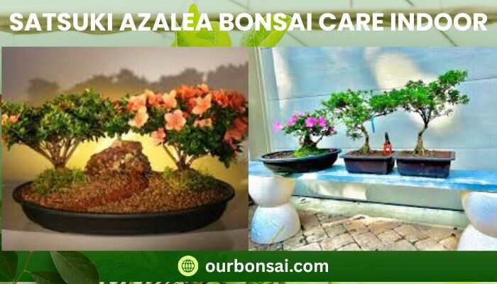 Satsuki Azalea Bonsai Indoor Care Best Tips 2025