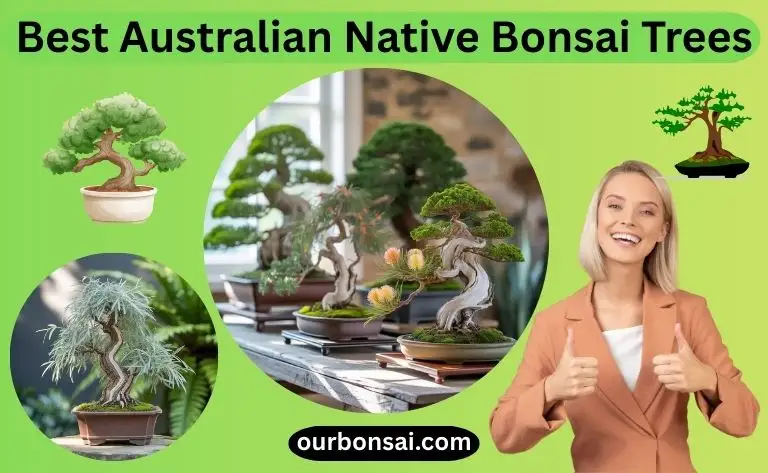 Best Australian Native Bonsai Trees For Beginners in 2025