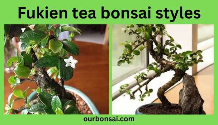 Fukien Tea Bonsai Styles For Beginners 2025