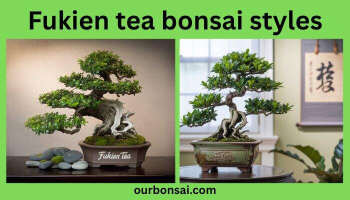 Fukien Tea Bonsai Styles For Beginners 2025