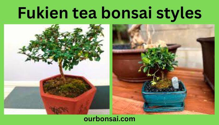 Fukien Tea Bonsai Styles For Beginners 2025