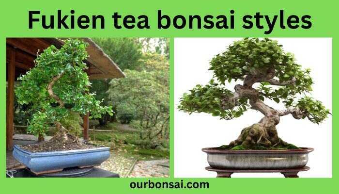 Fukien Tea Bonsai Styles For Beginners 2025