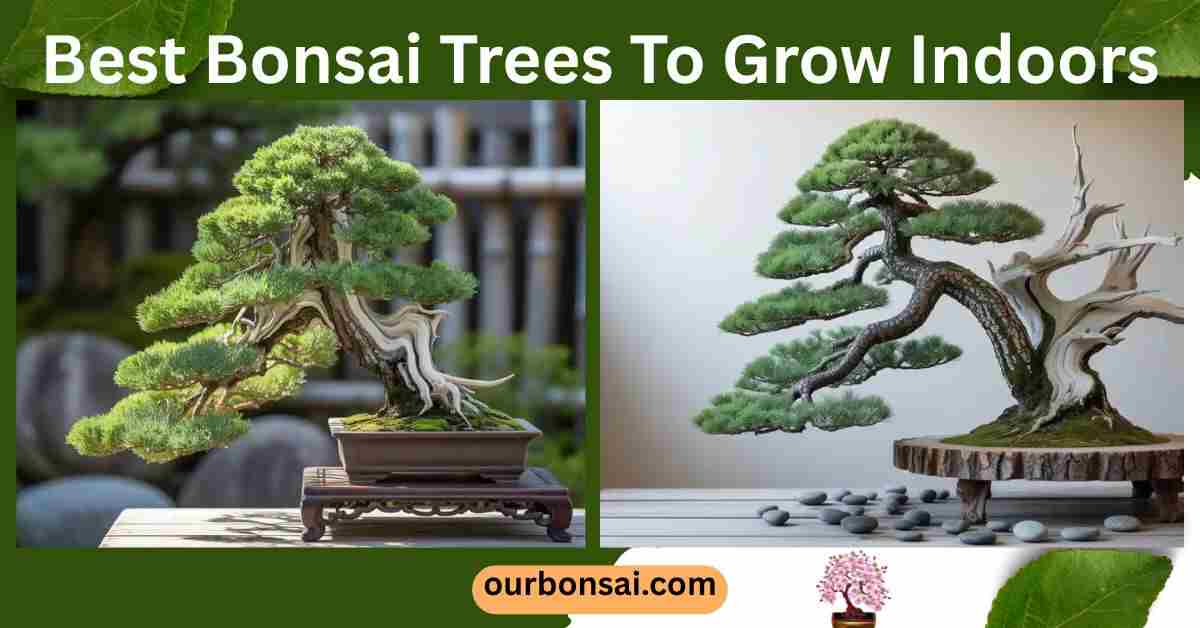 Best Bonsai Trees To Grow Indoors For Beginners 2025