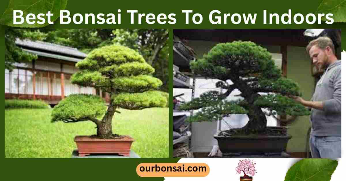 Best Bonsai Trees To Grow Indoors For Beginners 2025