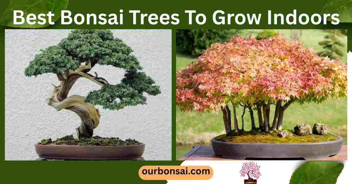 Best Bonsai Trees To Grow Indoors For Beginners 2025
